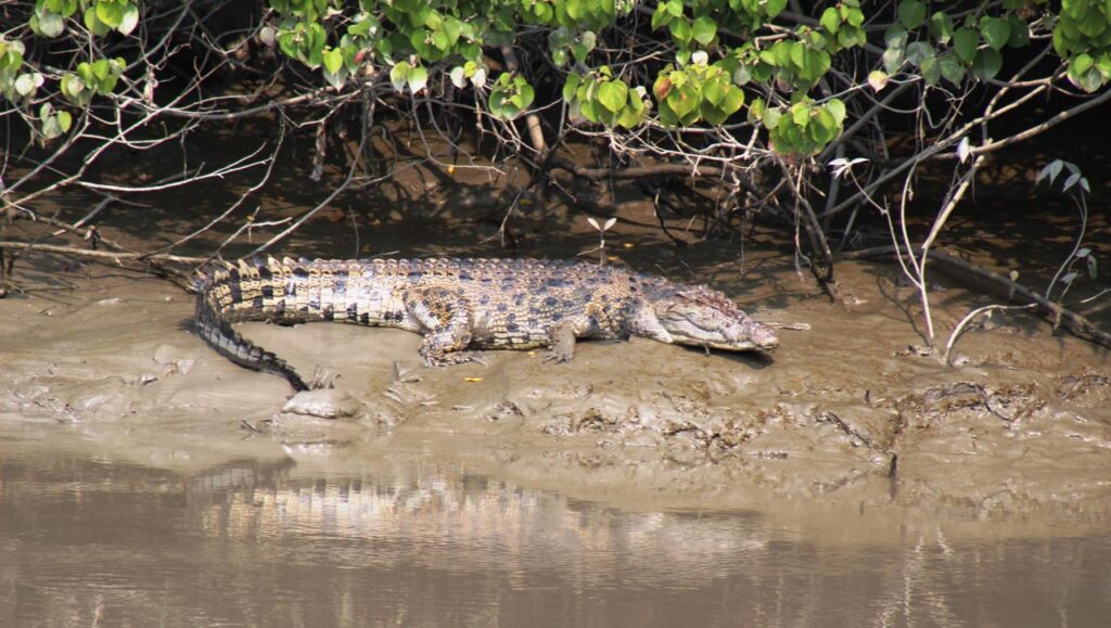 Forest of the Bengal Tiger - Bengal Tours